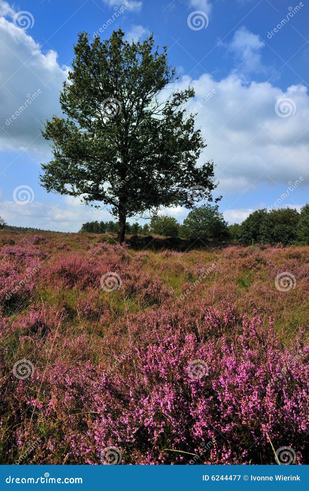 Tree in a heather field stock image. Image of dutch, fall - 6244477