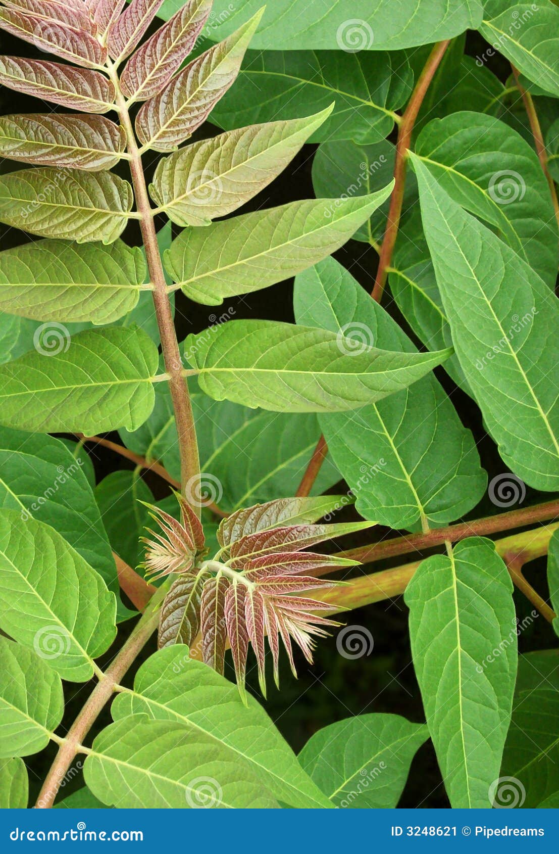 Tree of Heaven stock image. Image of green, stinking, plant - 3248621
