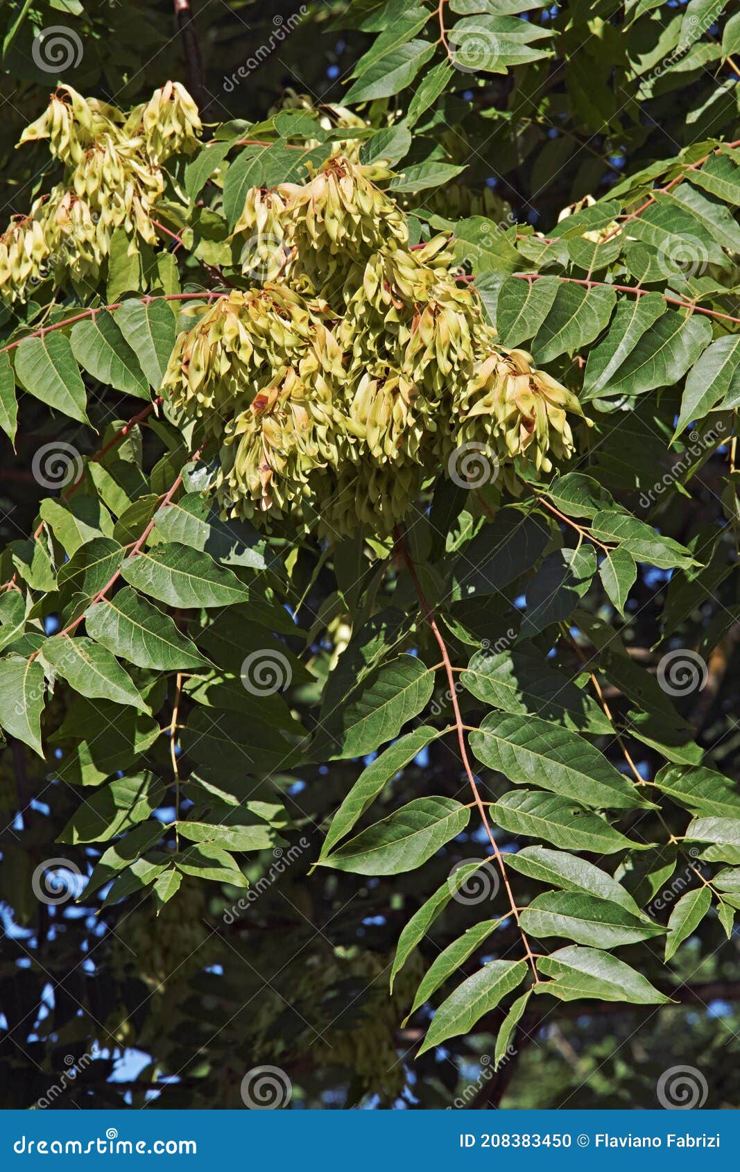 Tree of Heaven, Leaves and Samaras Stock Photo - Image of deciduous ...