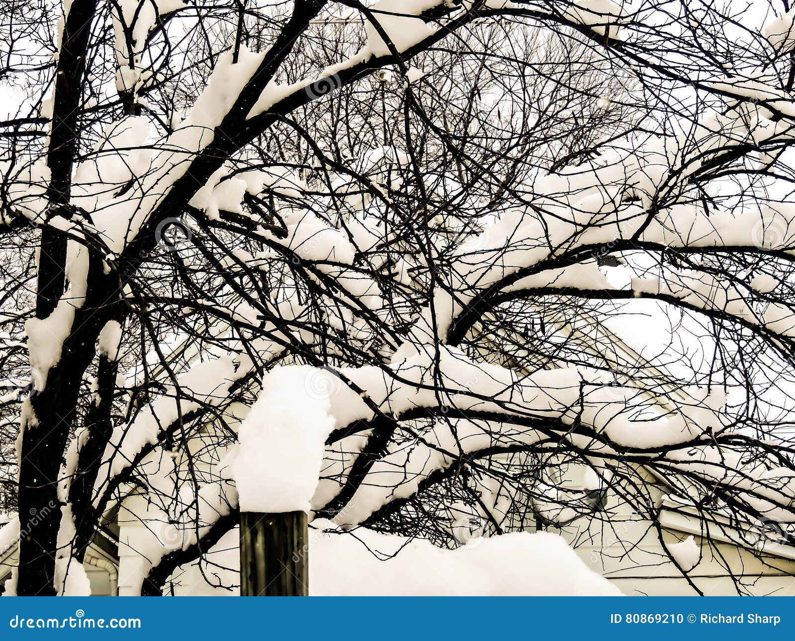A Tree after a Heavy Snow Fall Stock Photo - Image of tree, cold: 80869210
