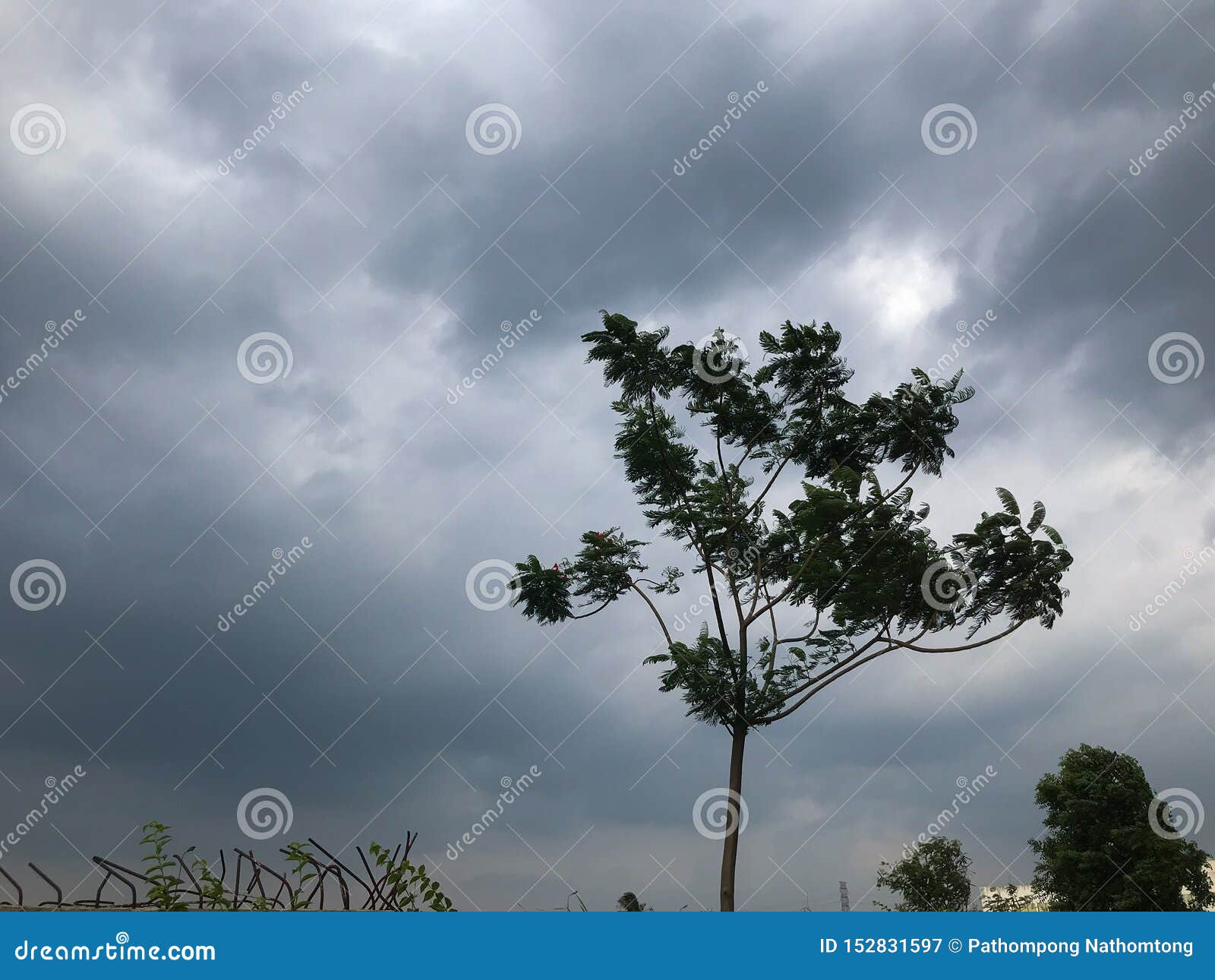Tree Heavy Wind before Raining at Thailand Stock Image - Image of ...