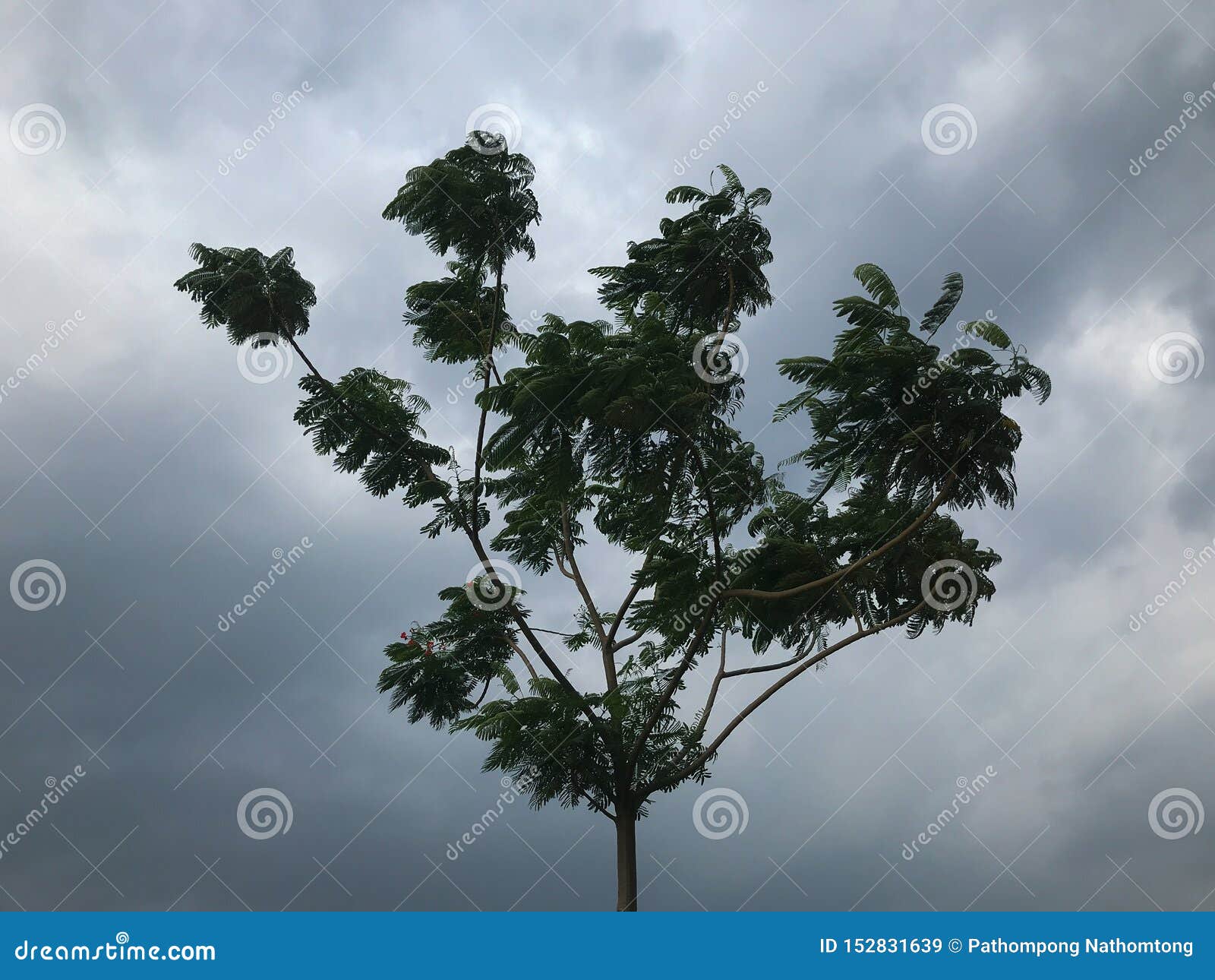 Tree Heavy Wind before Raining at Thailand Stock Image - Image of ...