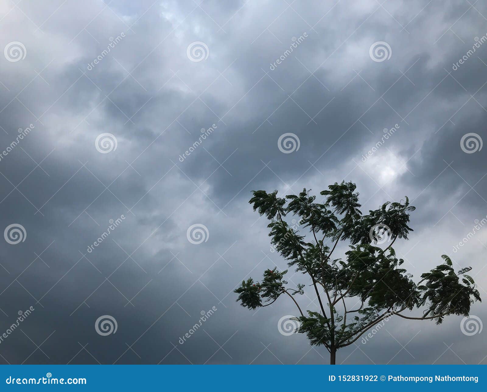 Tree Heavy Wind before Raining at Thailand Stock Photo - Image of ...