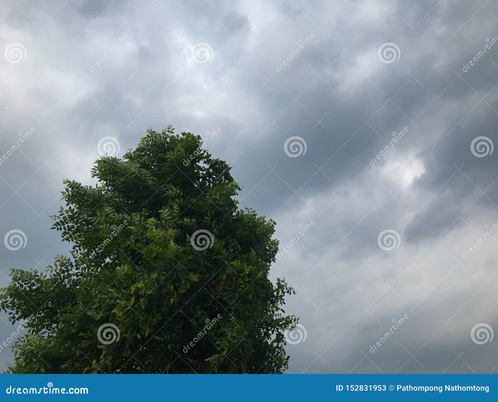 Tree Heavy Wind before Raining at Thailand Stock Image - Image of heavy ...