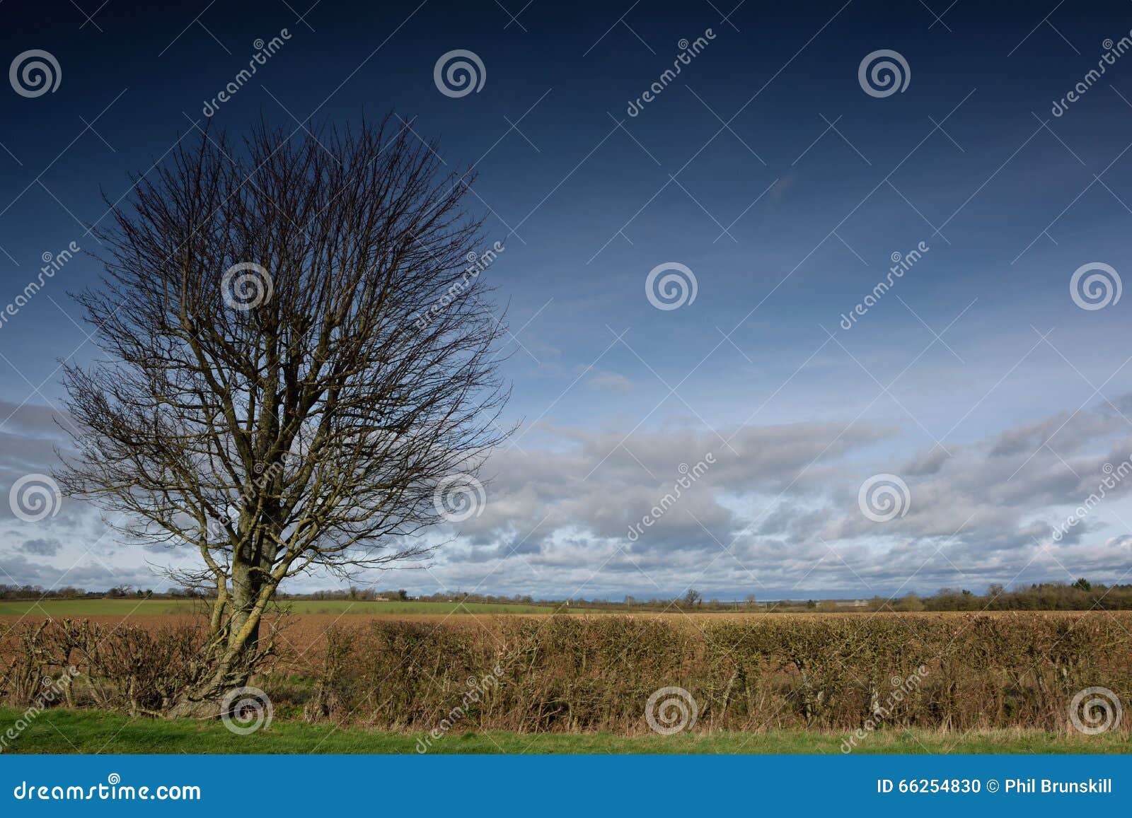 Tree and hedgerow stock photo. Image of blue, branches - 66254830
