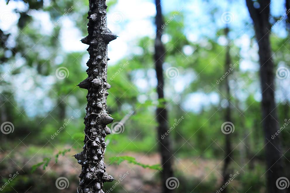Tree in hell stock image. Image of garden, dreadful, background - 92578357