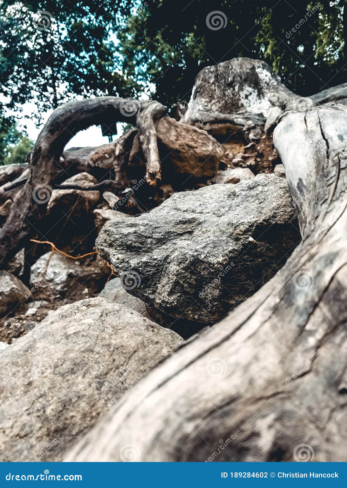 Tree of hell stock photo. Image of water, leaf, geology - 189284602