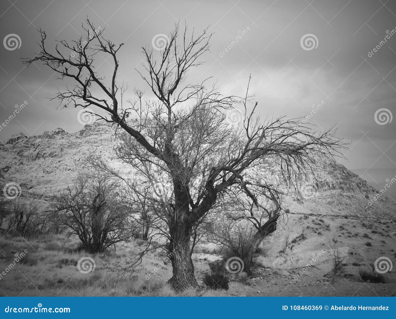 Tree in the High Desert stock image. Image of black - 108460369