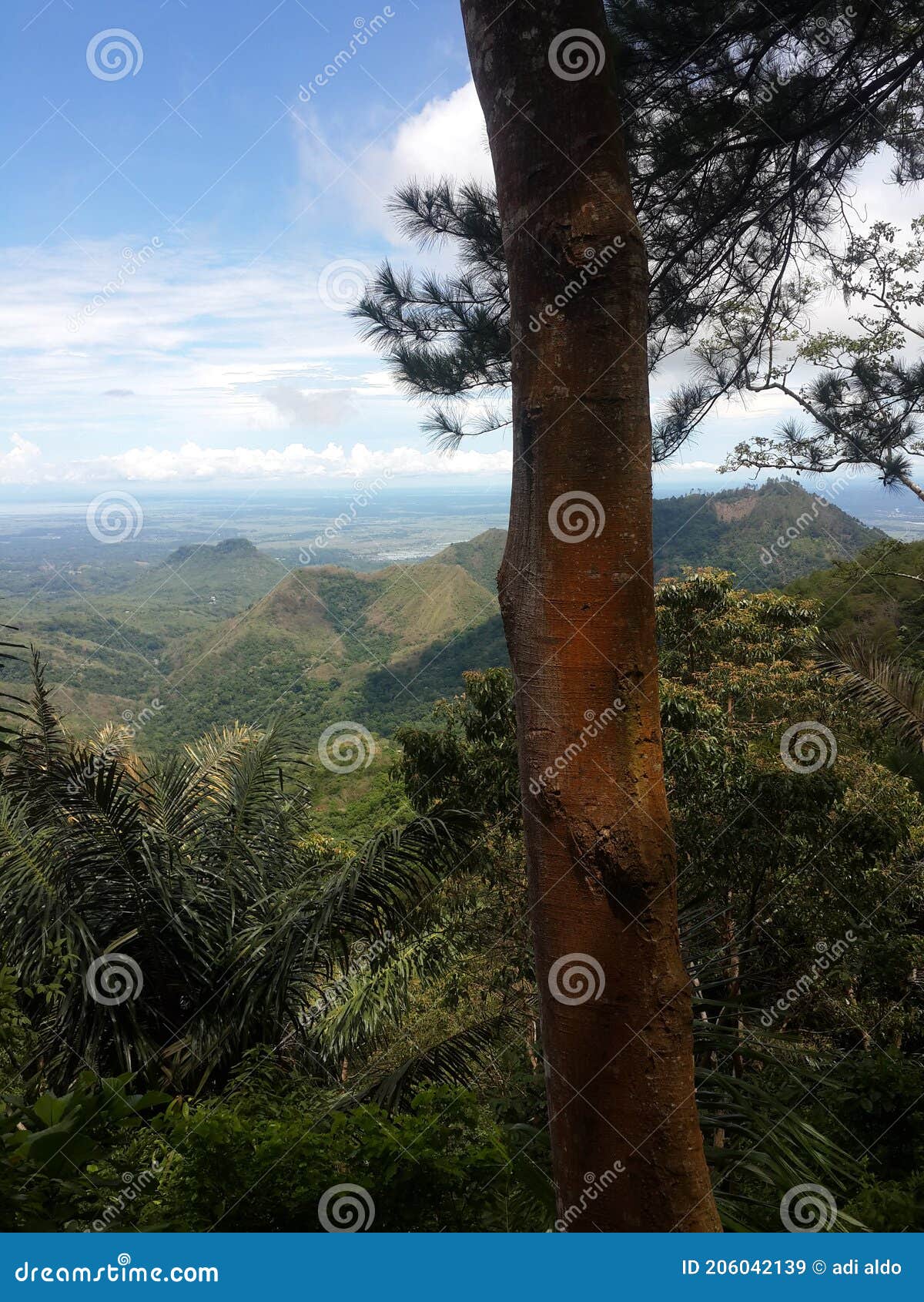 A Tree on a High Mountain that Looks Green Under the Mountain Stock ...