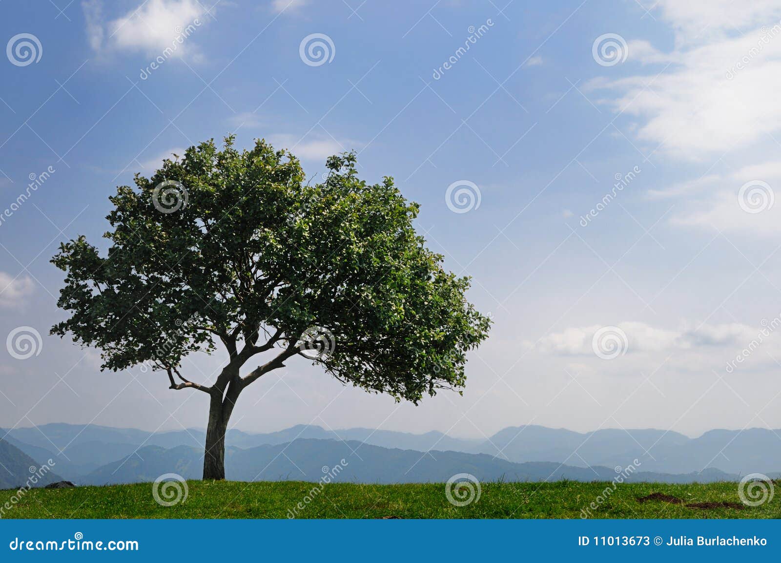 Tree high in the mountains stock image. Image of loneliness - 11013673