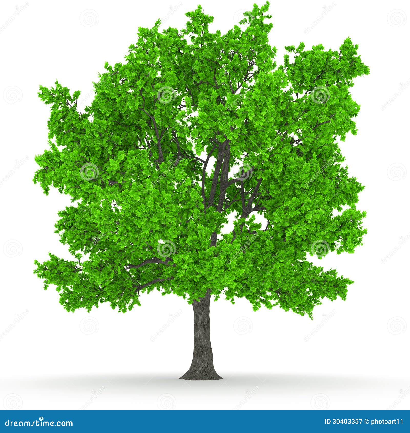Tree stock image. Image of large, high, detailed, realistic - 30403357