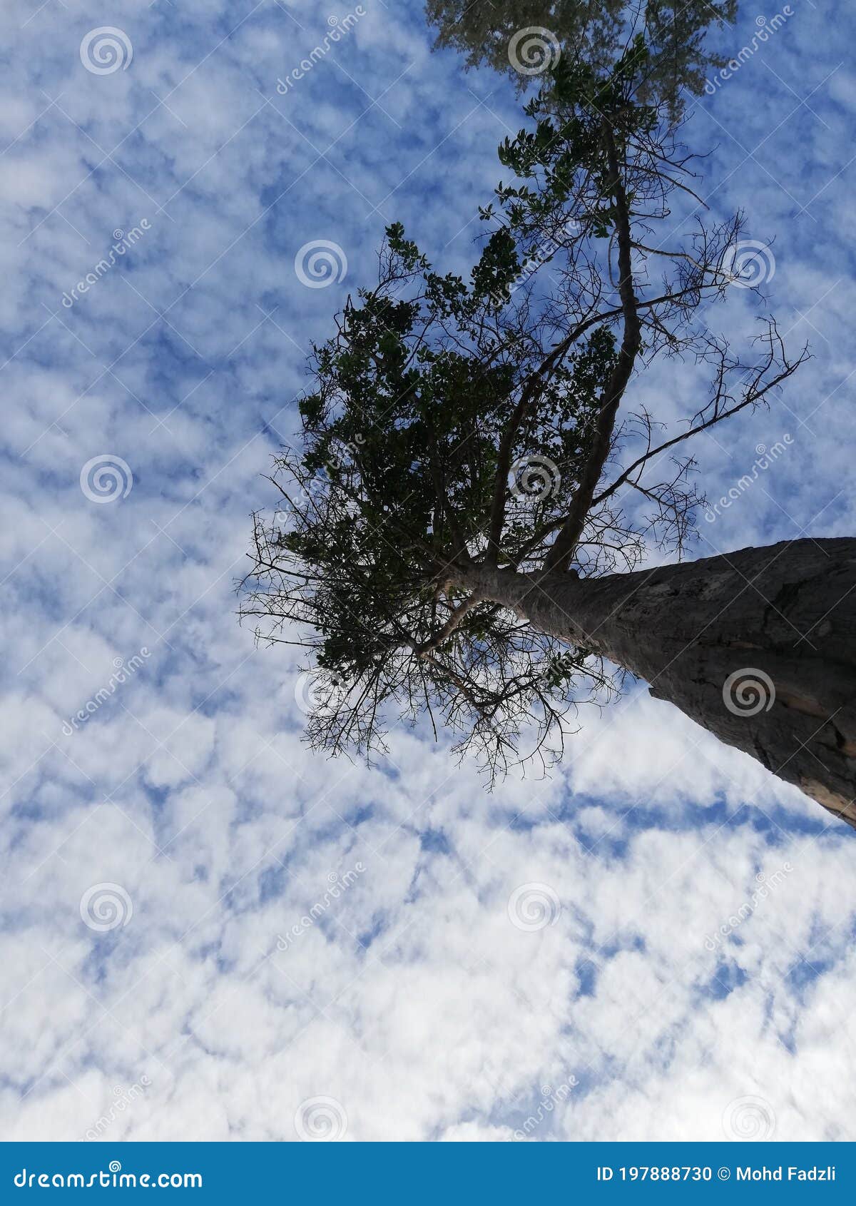 The Tree is High but the Sky is Higher Stock Photo - Image of tree ...