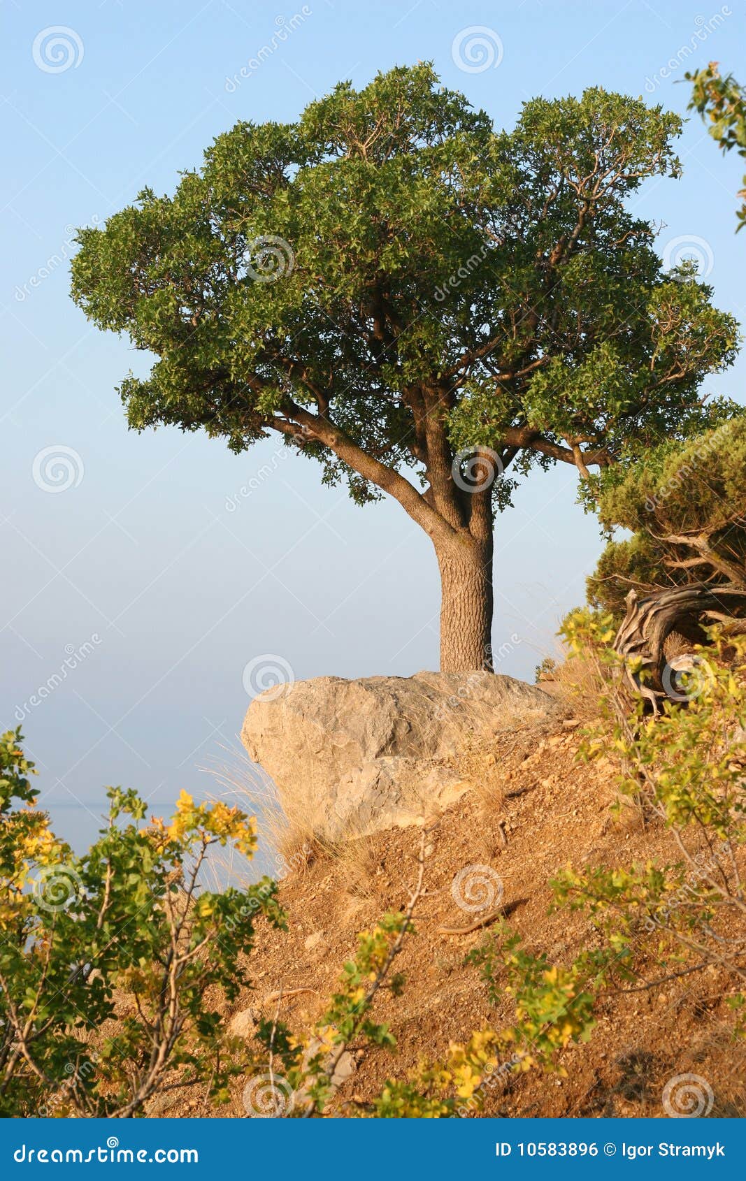 Tree on a hill stock photo. Image of single, horizon - 10583896