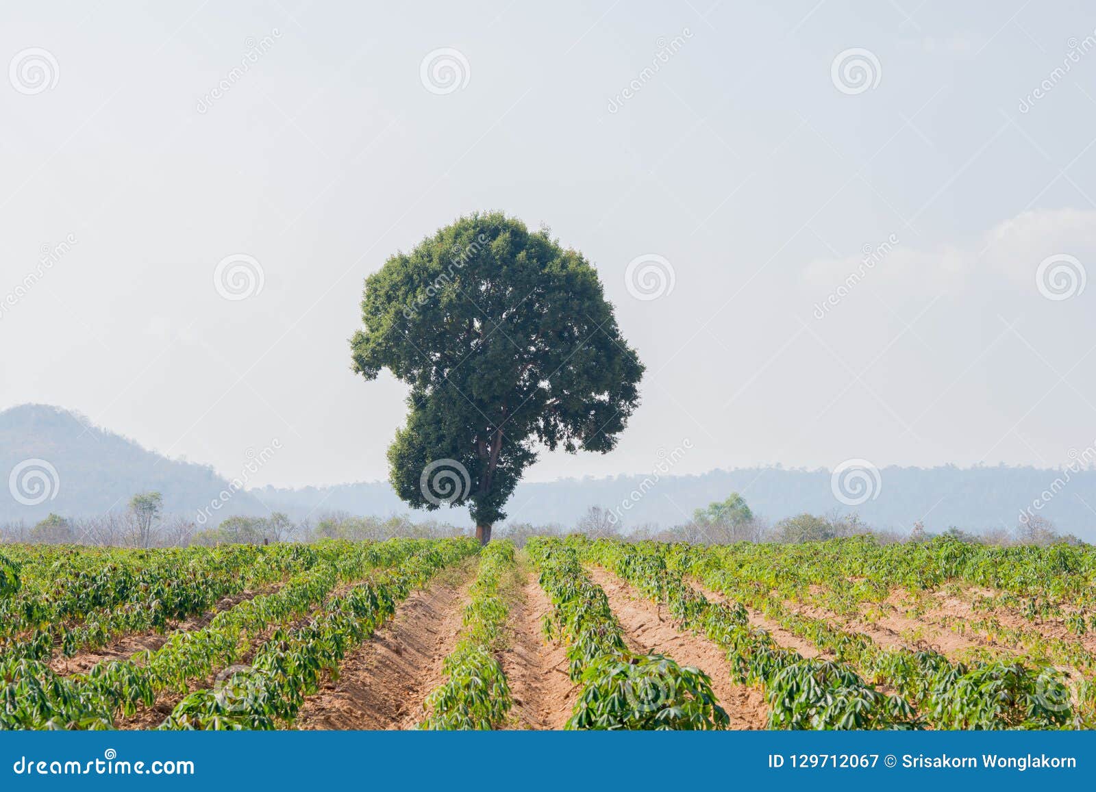 Green Tree Face Tree on Hill Stock Image - Image of mandioca, tropical ...