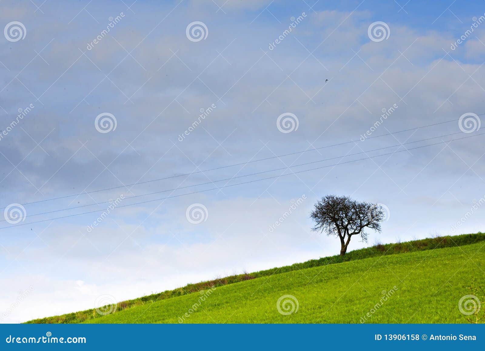 A tree on hill stock photo. Image of conservation, internet - 13906158