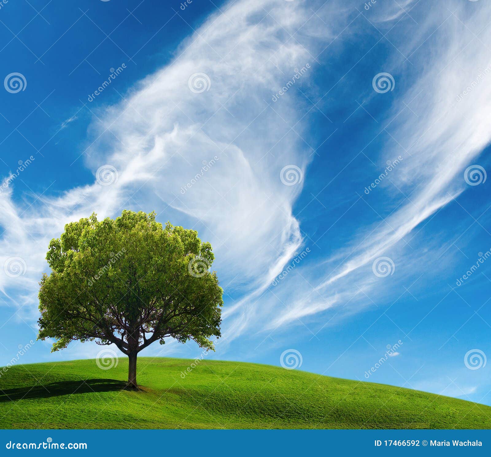 Tree on hill stock photo. Image of cloudy, grass, countryside - 17466592
