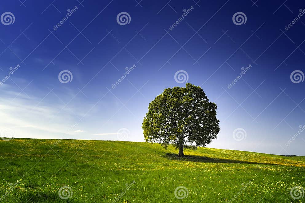 Tree on hill stock photo. Image of sunny, sunshine, natural - 17789332