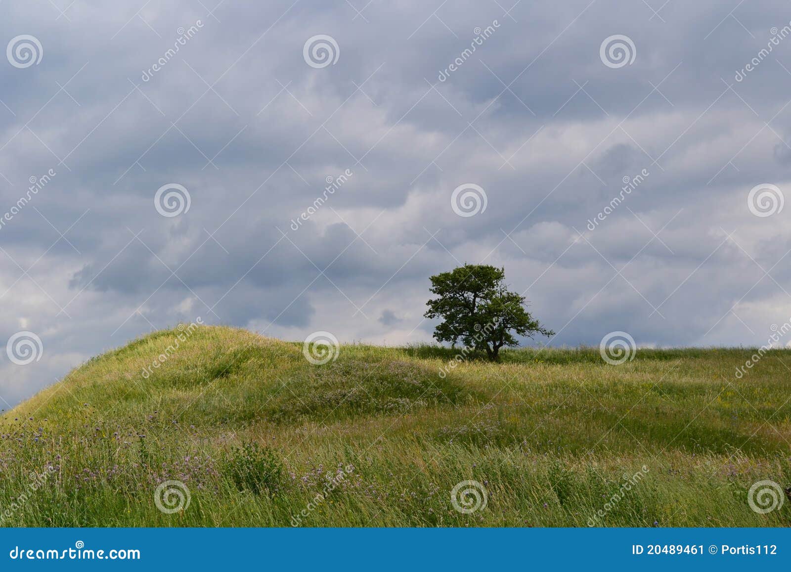 Tree on a hill stock image. Image of hills, landscape - 20489461