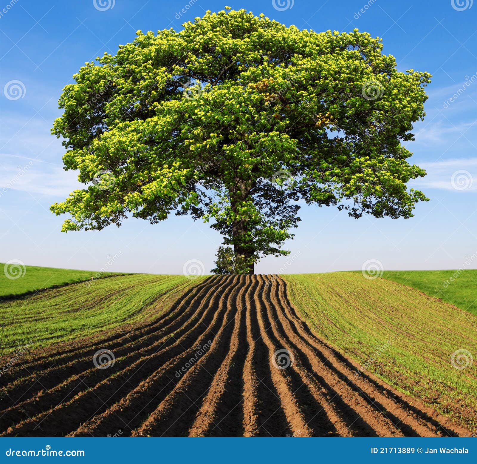 Tree on the hill stock image. Image of field, outside - 21713889