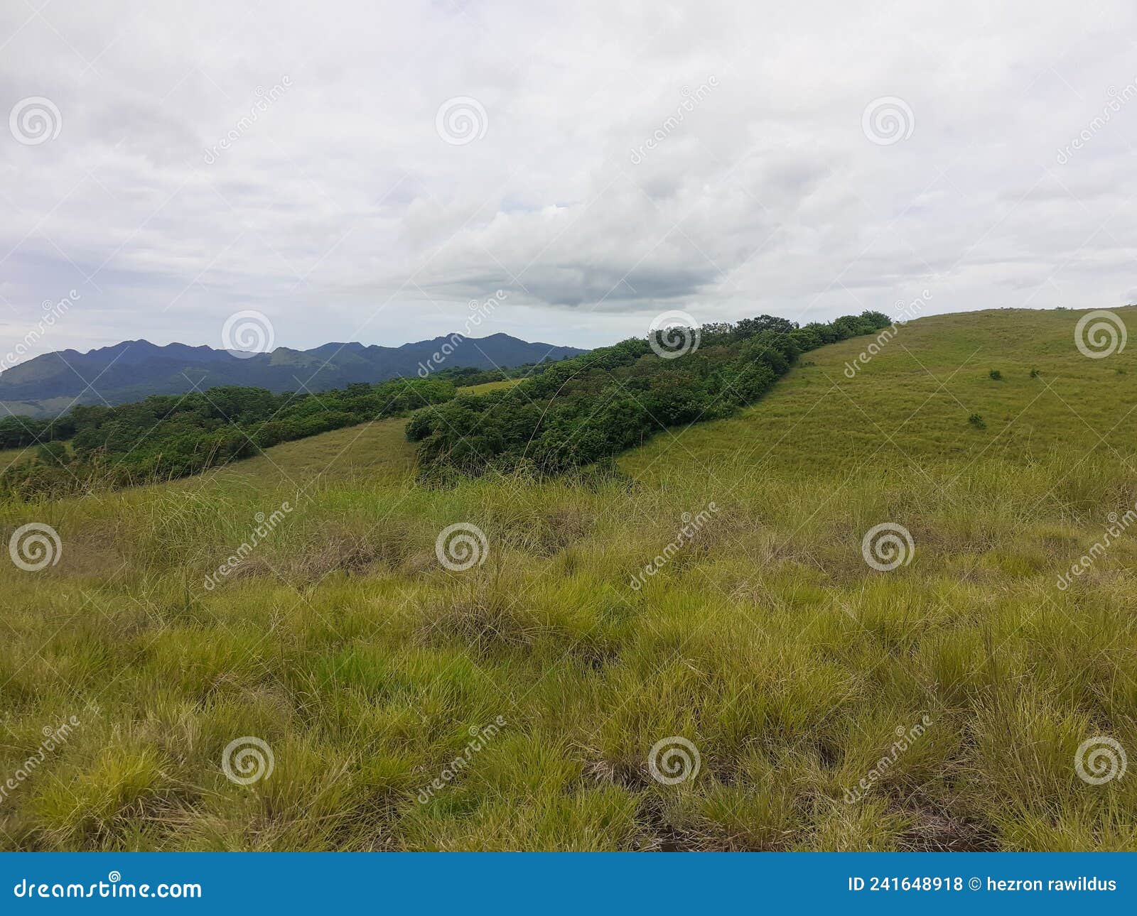 Tree hill grass stock photo. Image of horizon, grassland - 241648918