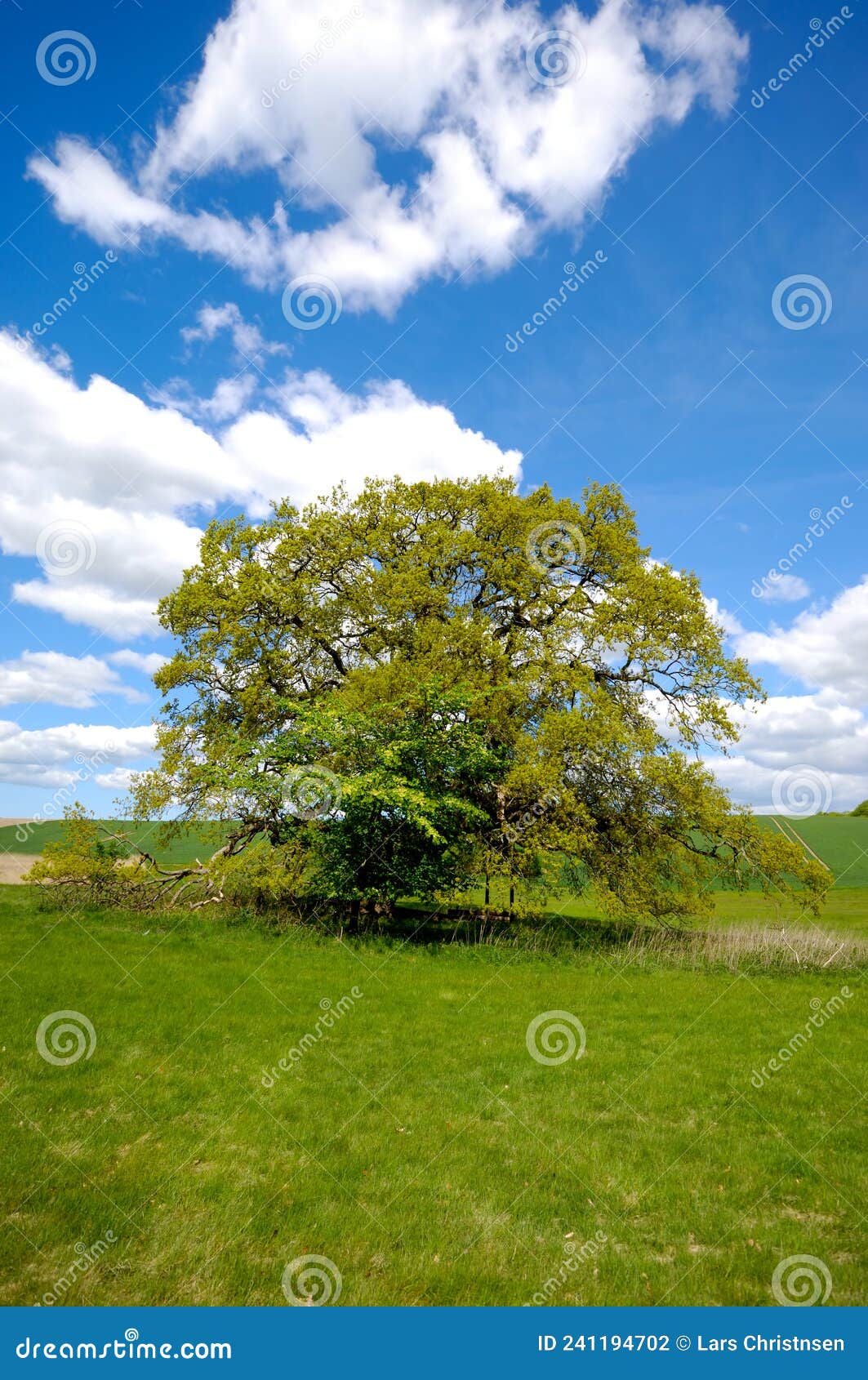 Tree on hill stock photo. Image of pasture, alone, denmark - 241194702