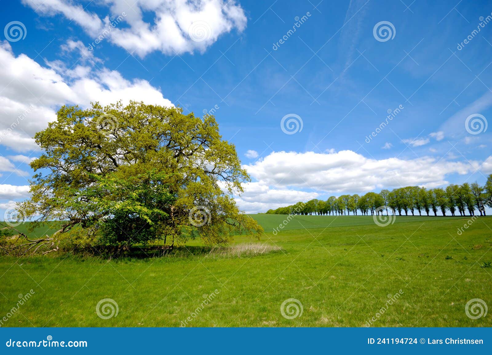 Tree on hill stock photo. Image of natural, horizon - 241194724