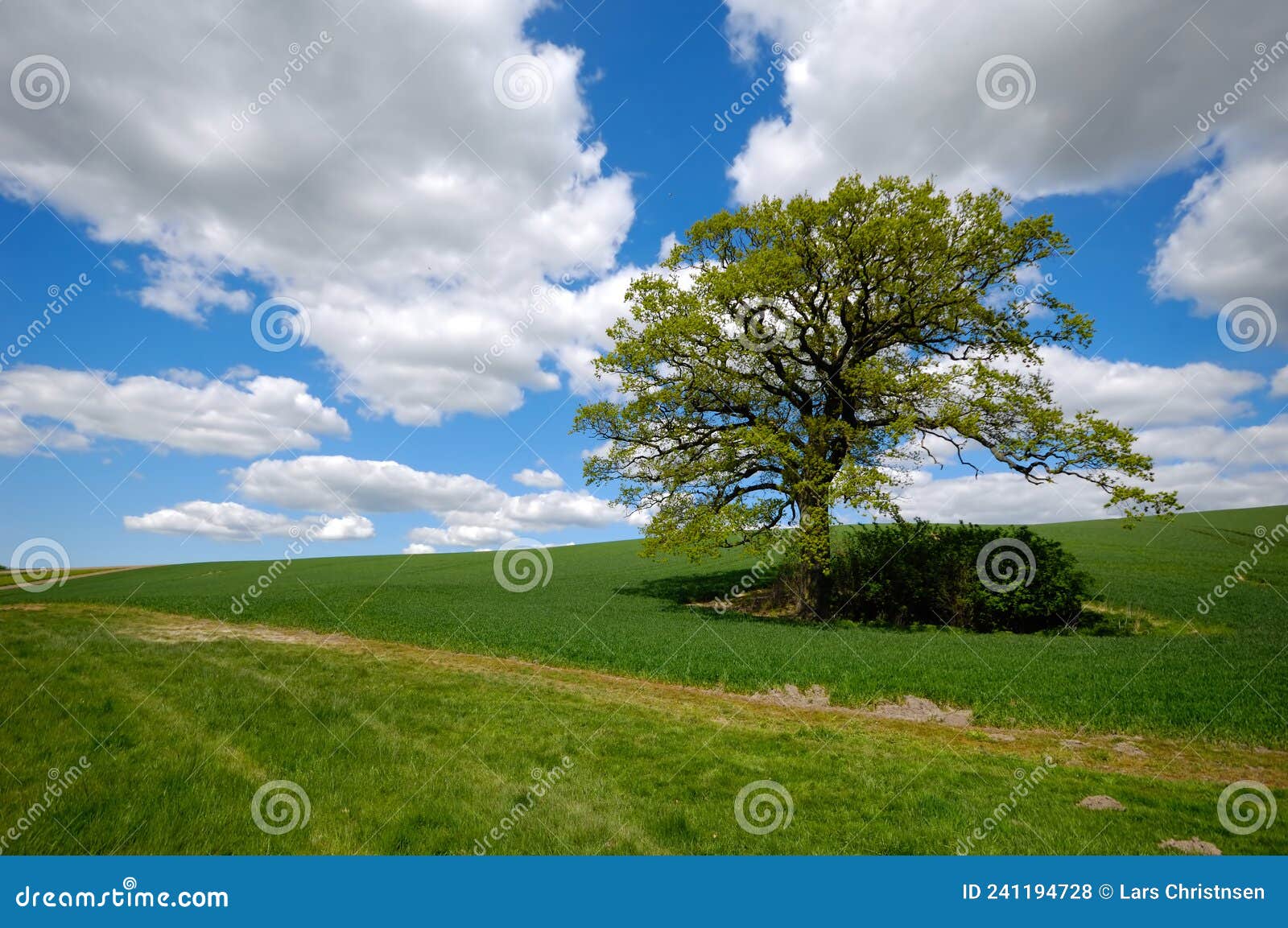 Tree on hill stock photo. Image of peaceful, hill, alone - 241194728