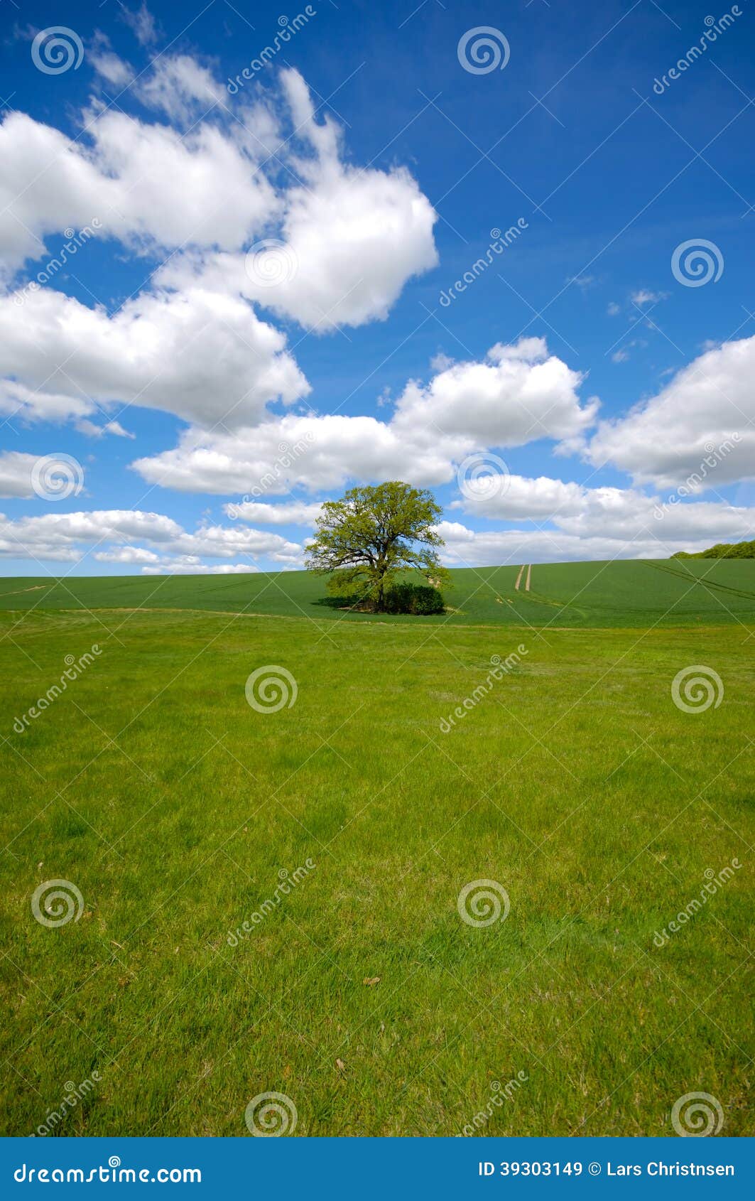 Tree on hill stock image. Image of green, idyll, denmark - 39303149