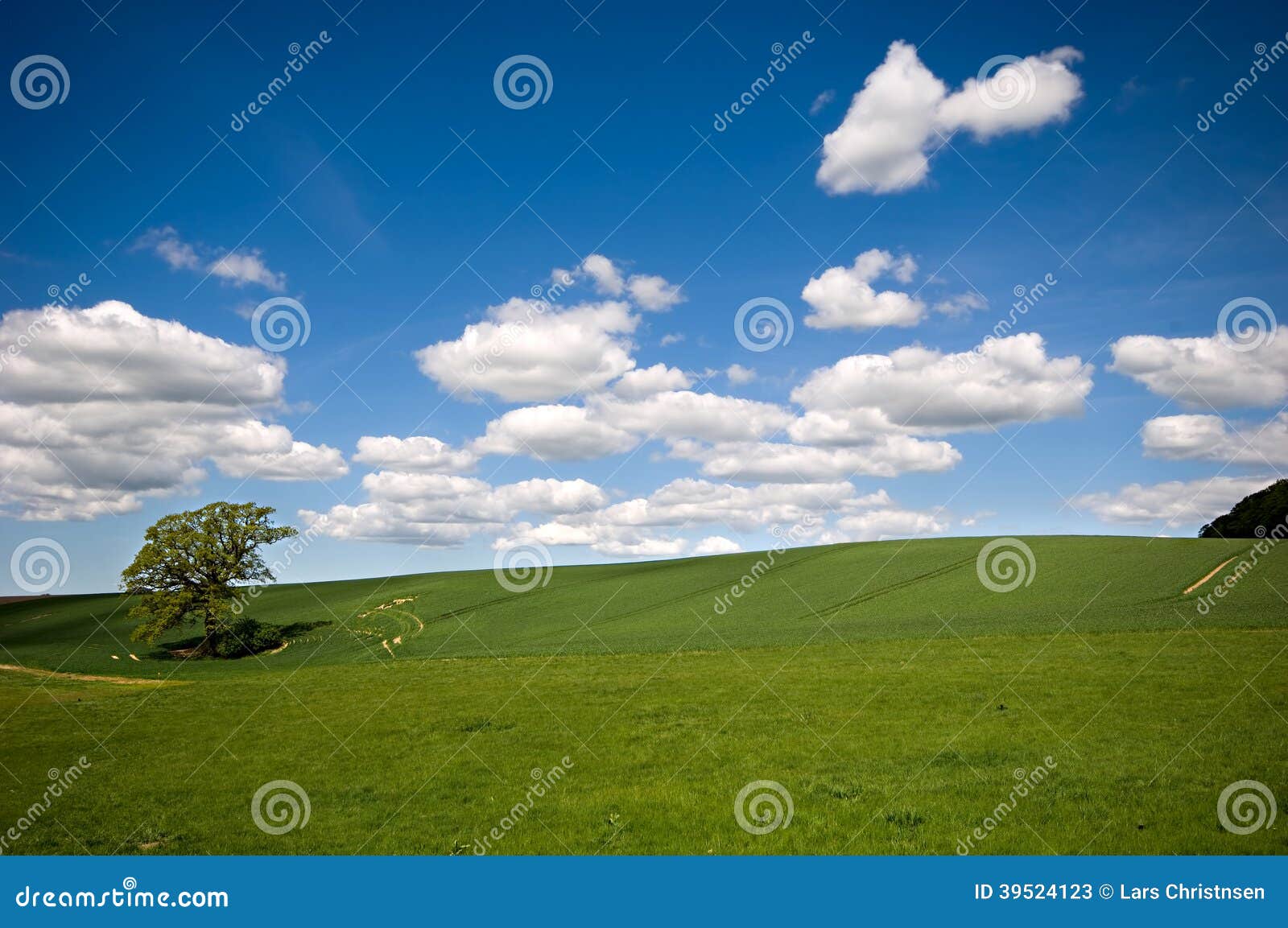 Tree on hill stock image. Image of denmark, nature, outside - 39524123