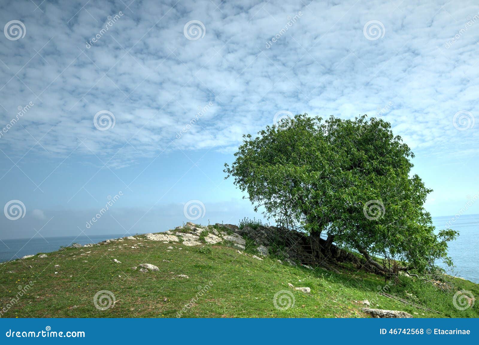 Tree on the hill stock photo. Image of ecology, lonely - 46742568
