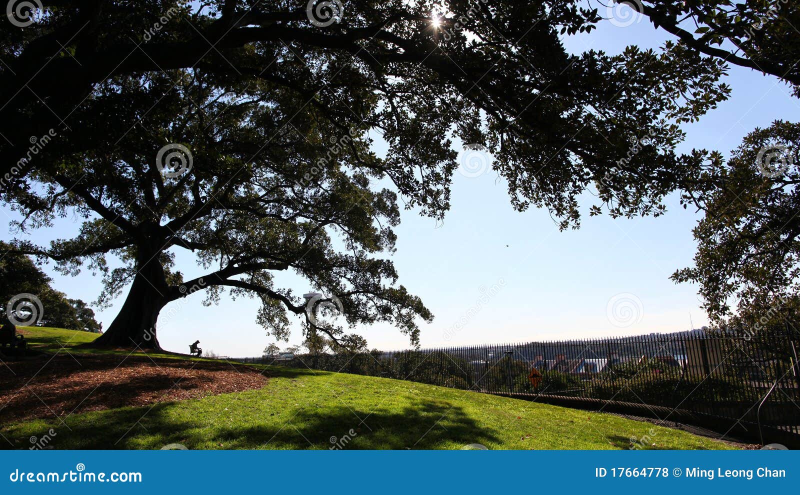 Tree on Hill Overlooking Town Stock Photo - Image of landscape, leafy ...