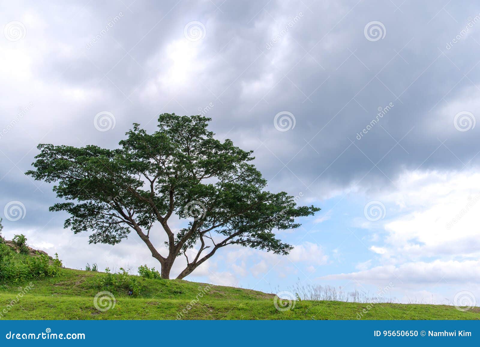 Tree on the hill stock photo. Image of blue, tree, leaps - 95650650