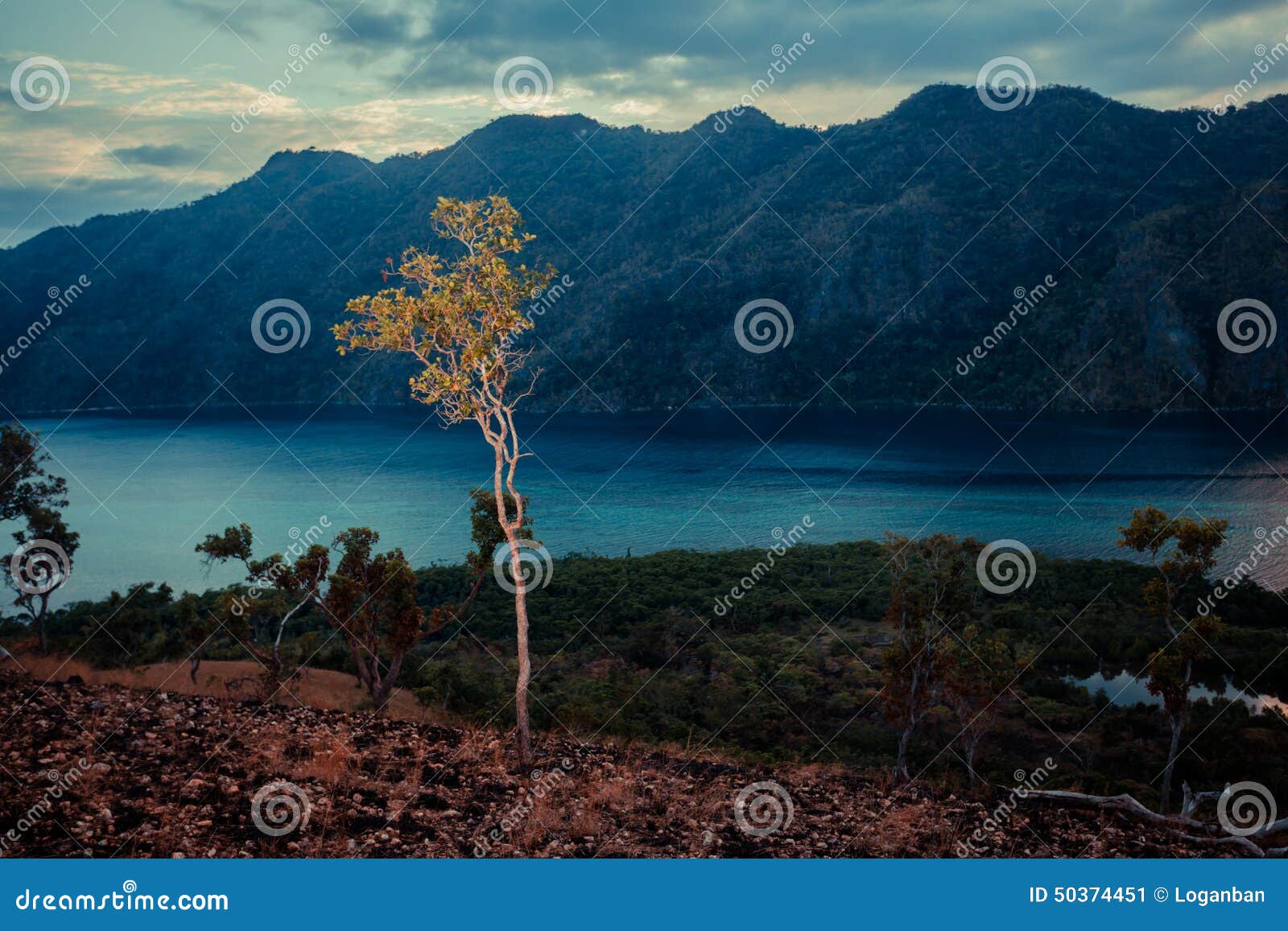 Tree on Hill at Sunset Over a Bay Stock Image - Image of view, outdoor ...