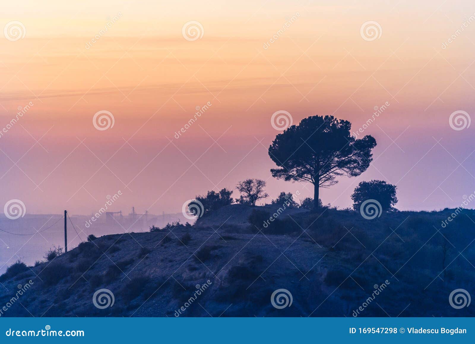 Tree on hill at sunset stock photo. Image of nature - 169547298