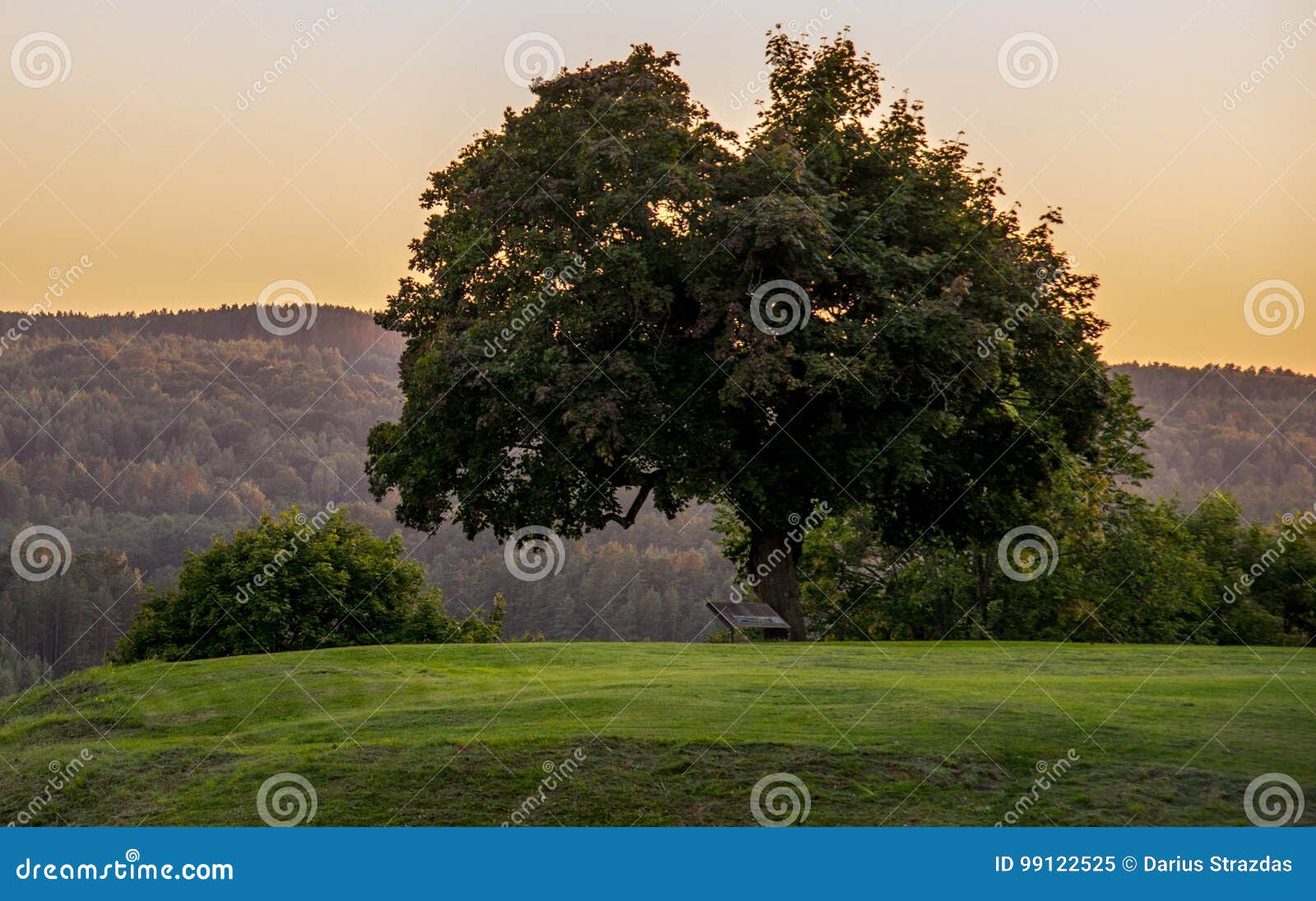 Tree on a hill at sunset stock image. Image of landmark - 99122525