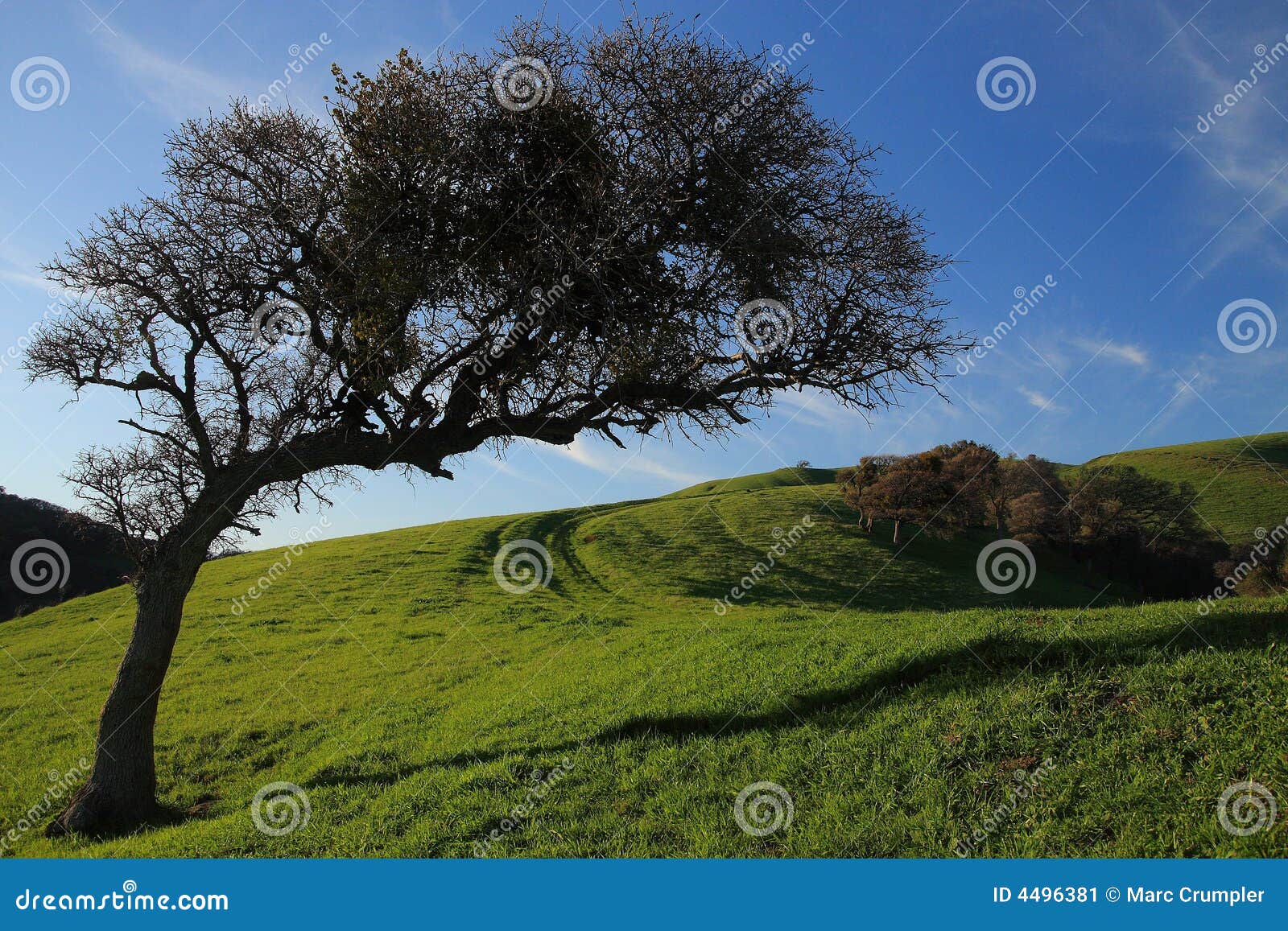 Tree on a hillside stock image. Image of valley, landscape - 4496381