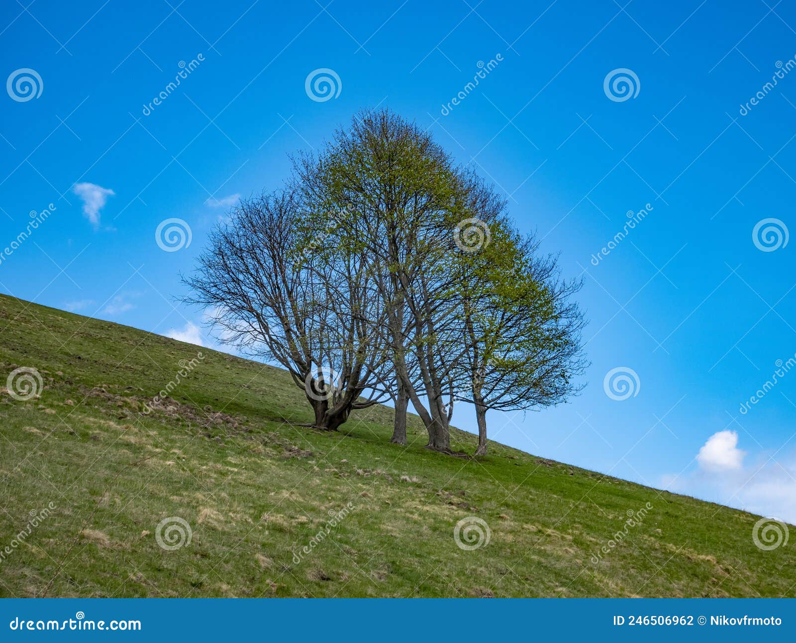 Tree on an Hillside of the Italian Alps Stock Photo - Image of ...