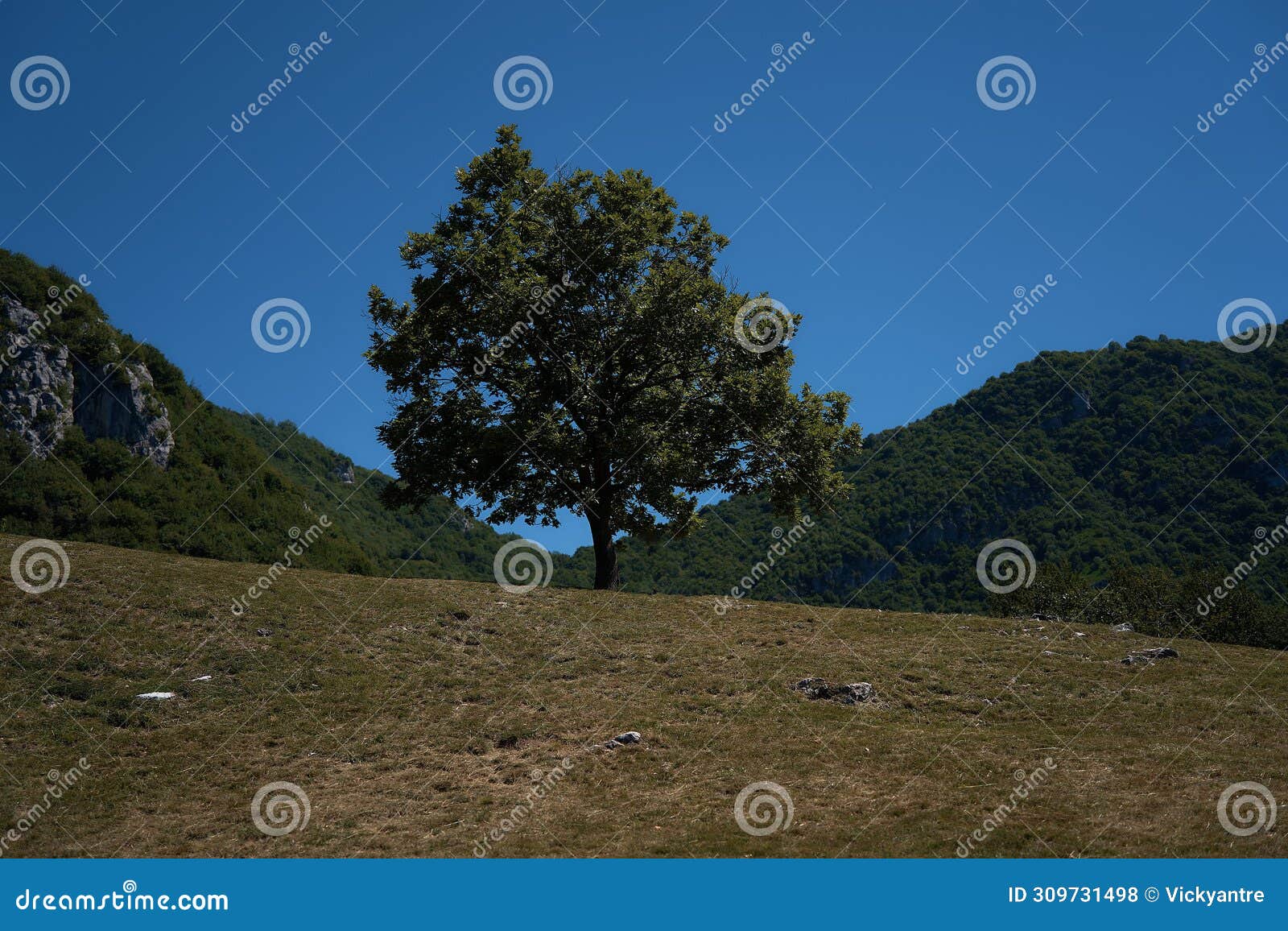 A Tree on a Hillside, a Relaxing Location Overlooking Lake Como Stock ...