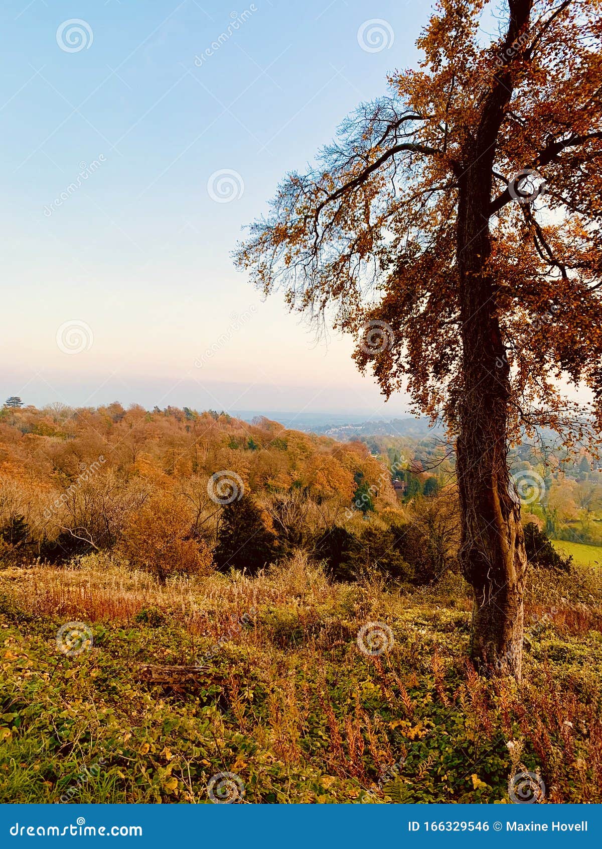Tree in hillside stock photo. Image of view, beauty - 166329546