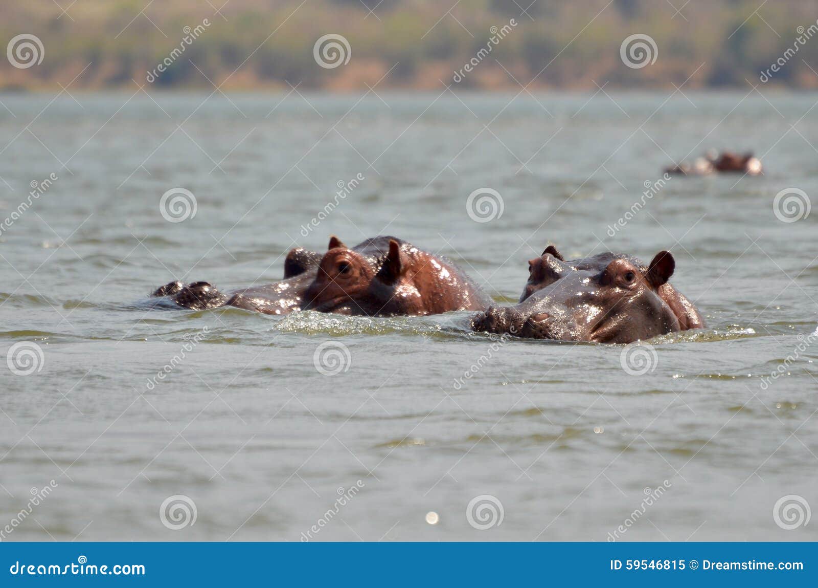 Tree hippo stock image. Image of cooling, teeth, zambia - 59546815