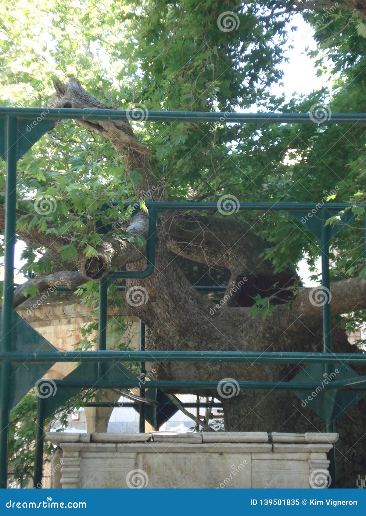 Tree of Hippocrates in Kos, Greece Stock Image - Image of church ...
