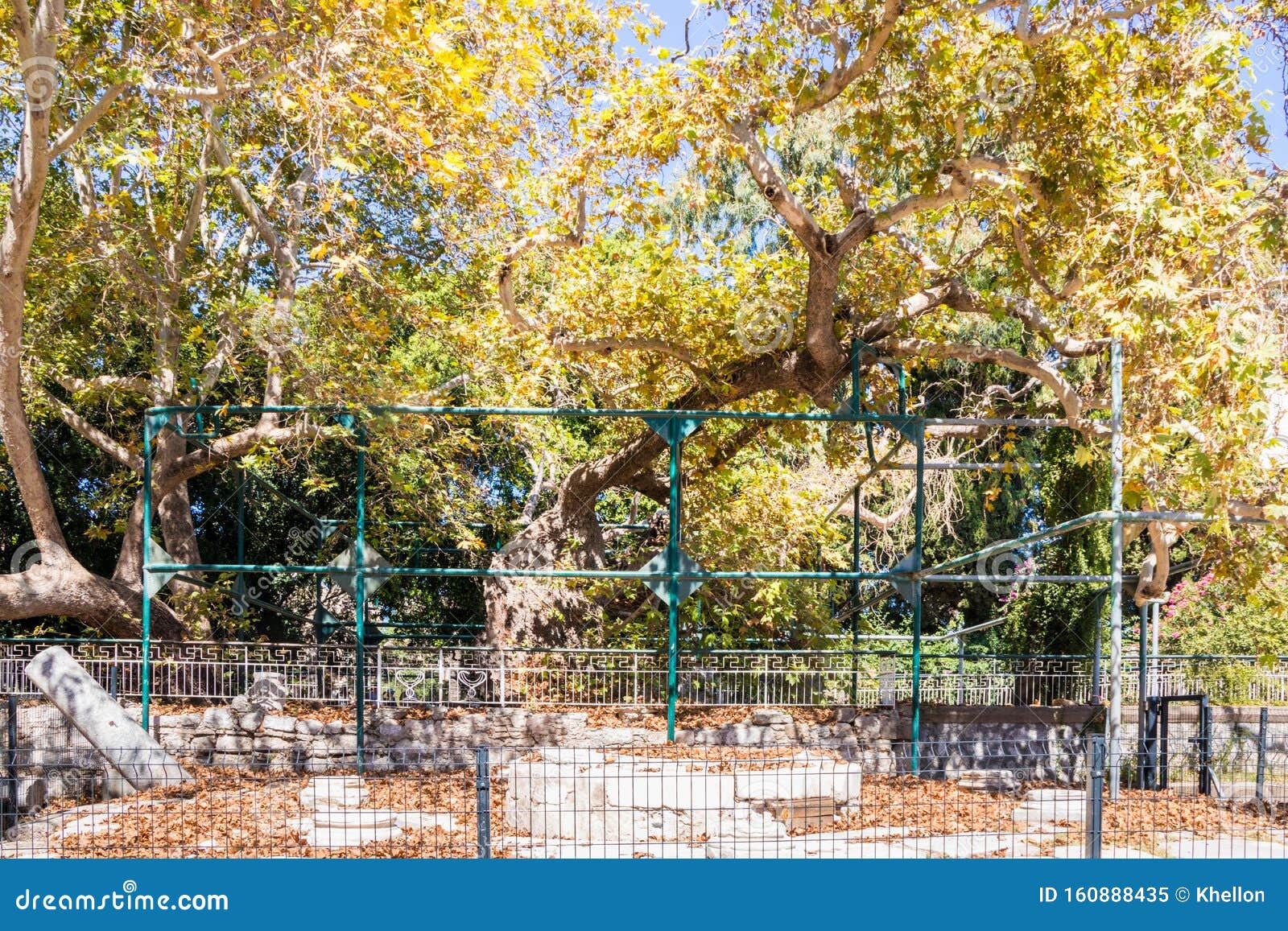 The Tree of Hippocrates, Kos Stock Image - Image of aegean, greek ...