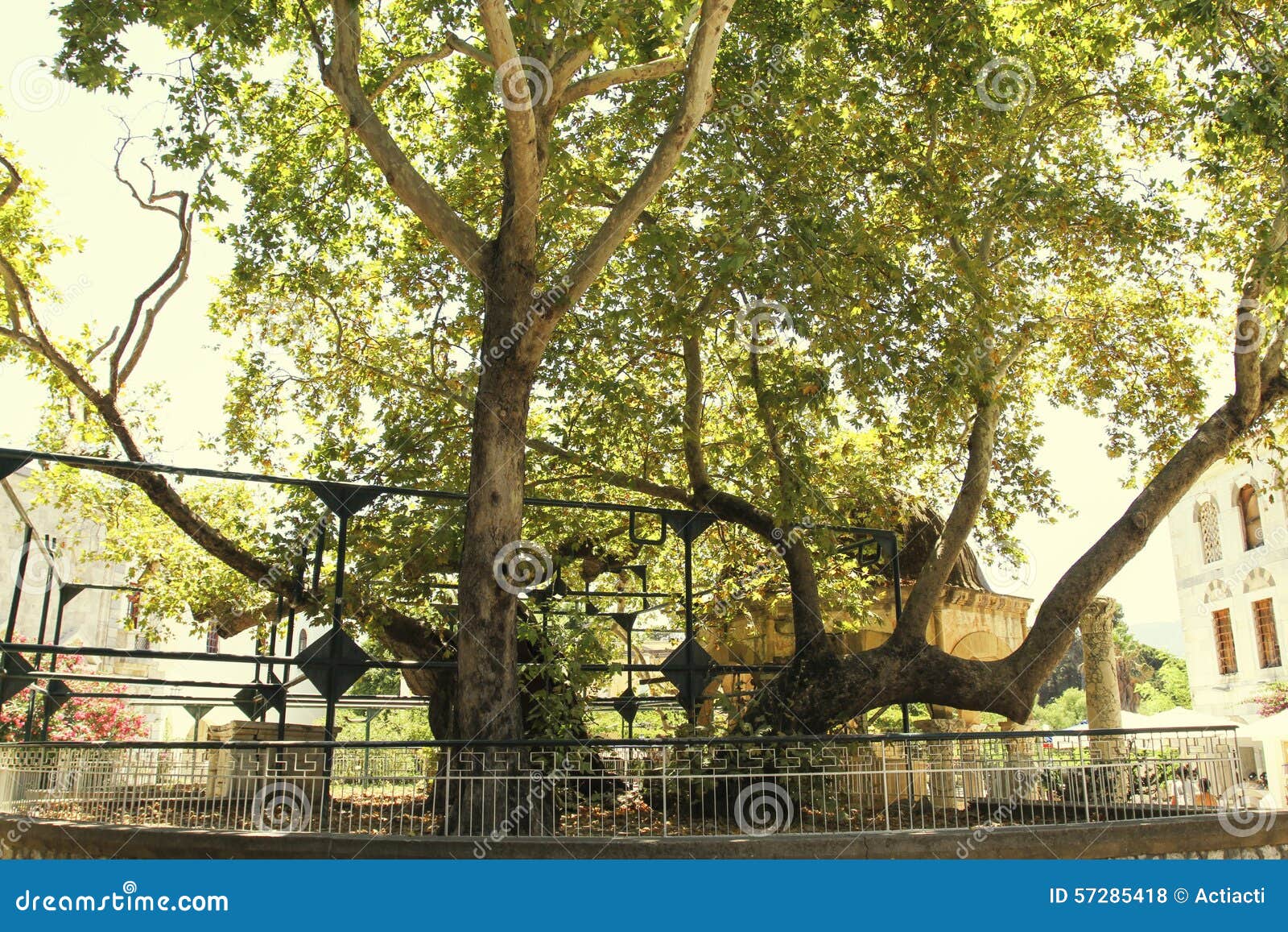 Tree of Hippocrates stock photo. Image of destinations - 57285418