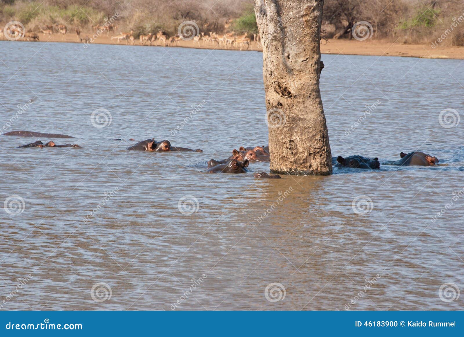 Tree hippos stock photo. Image of african, animals, capensis - 46183900