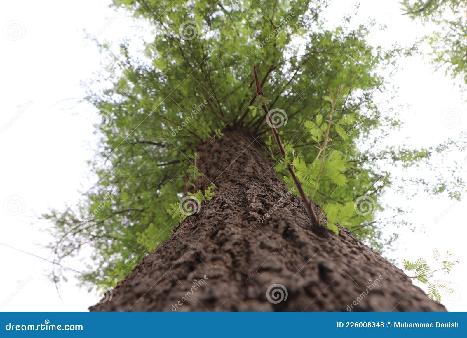 Tree with His Long Trunk in Forest Stock Photo - Image of plant, tree ...