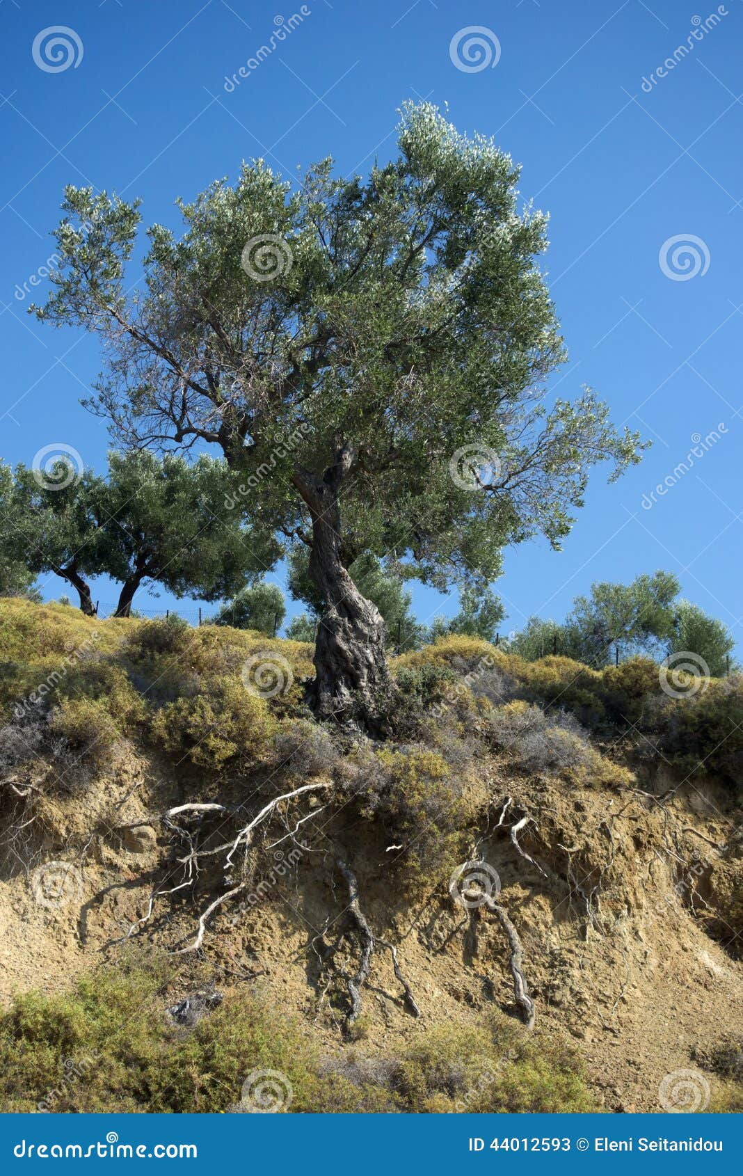 Tree and his roots stock image. Image of substrate, close - 44012593