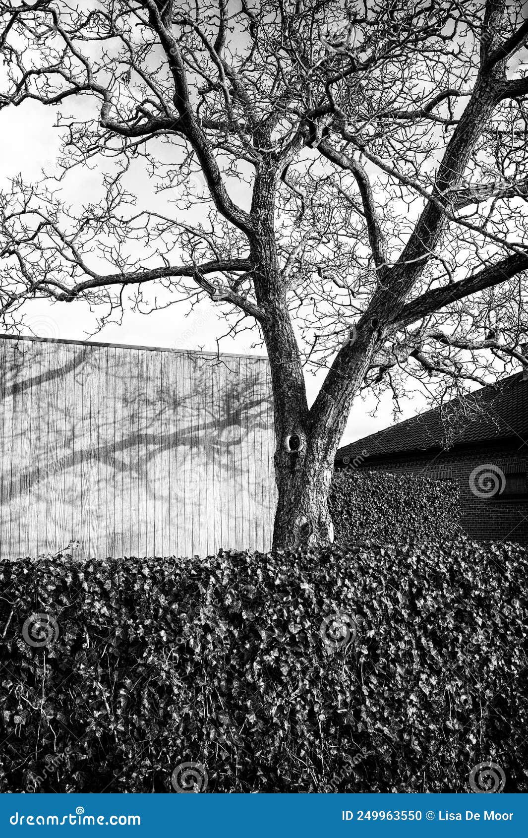 Tree with His Shadow on the Wall Stock Photo - Image of drawing, leaves ...
