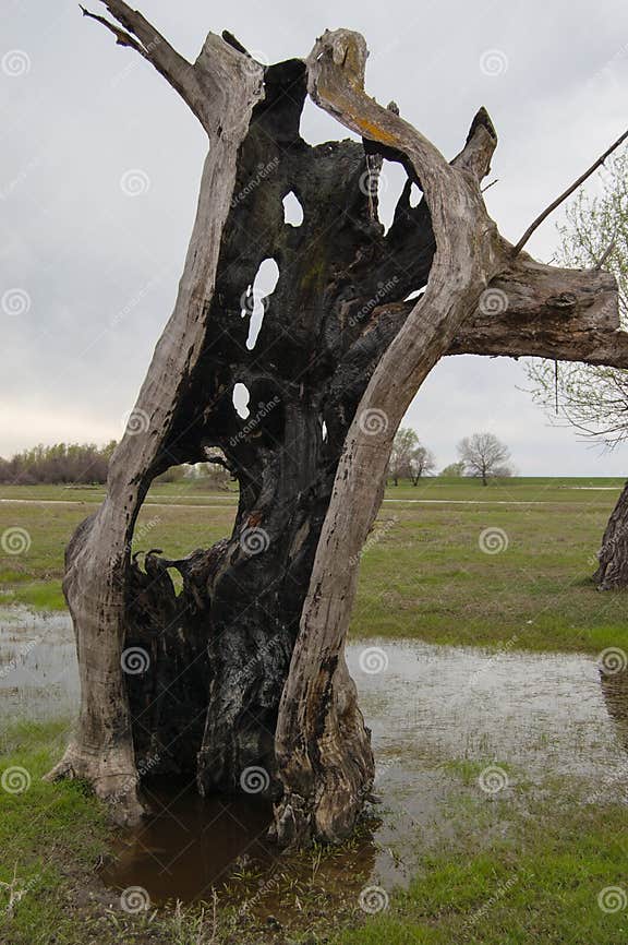 Tree Hit by Lightning stock photo. Image of delta, evening - 65472902