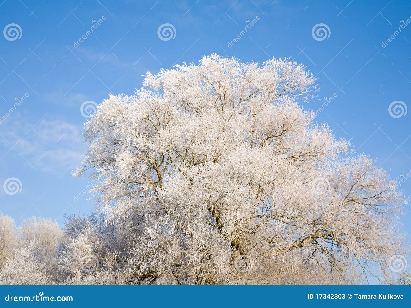 Tree in hoar frost stock image. Image of temperature - 17342303