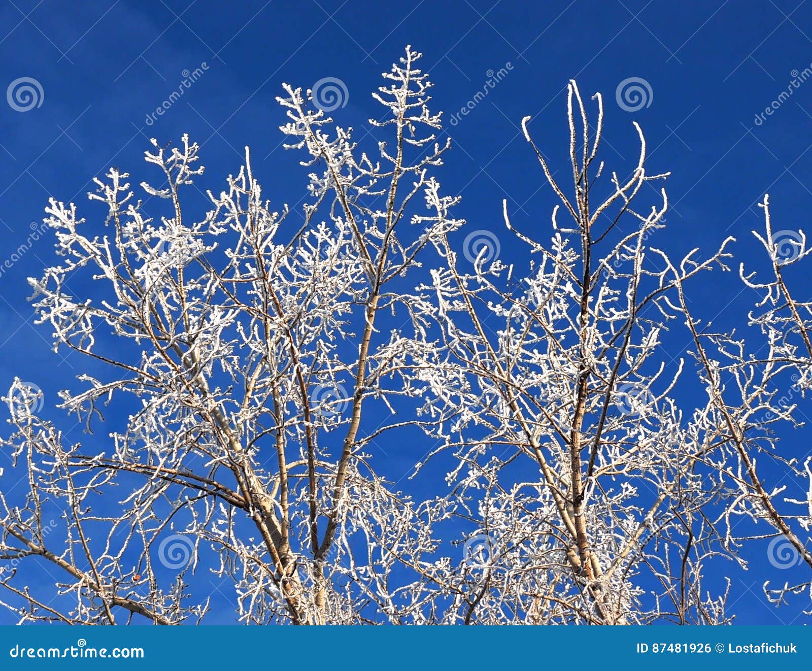 Tree with Hoar Frost stock photo. Image of tree, background - 87481926